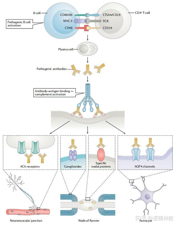 文献综述精选系列︱Nature神经科学领域9-10月(一) - 知乎