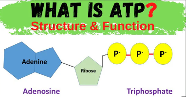 什么是ATP - 知乎