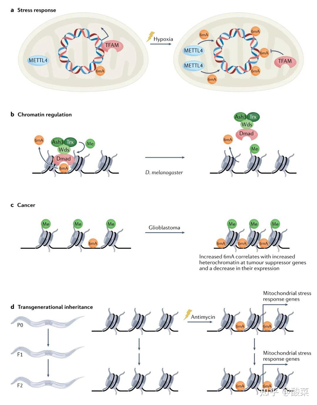 这篇来自59分Nautre子刊的重磅综述为你揭秘6mA的前世今生！ - 知乎