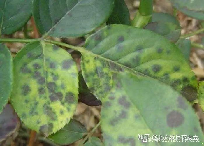黑斑病是月季第一大病害，提起它就头痛！看老司机教你如何轻松应对 知乎