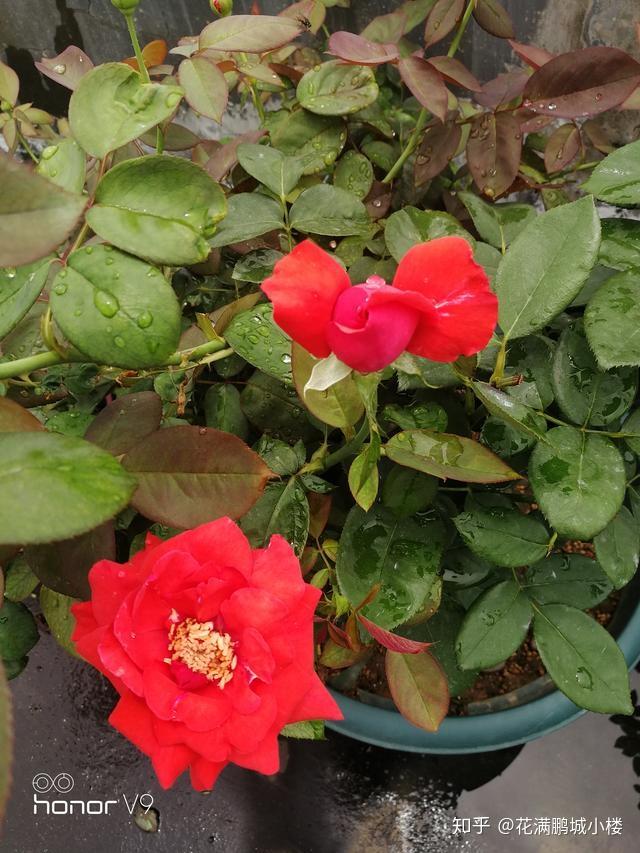 绯扇（Hiogi）——朱红色的日本大花月季 - 知乎