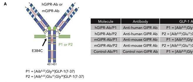 安进减肥管线 AMG 133 进化史 - 知乎