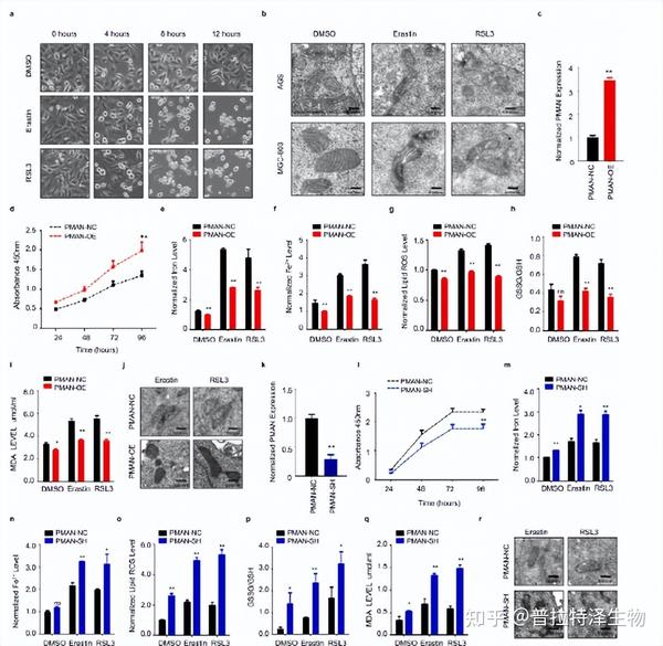 【国自然热点文献】之铁死亡（一） - 知乎