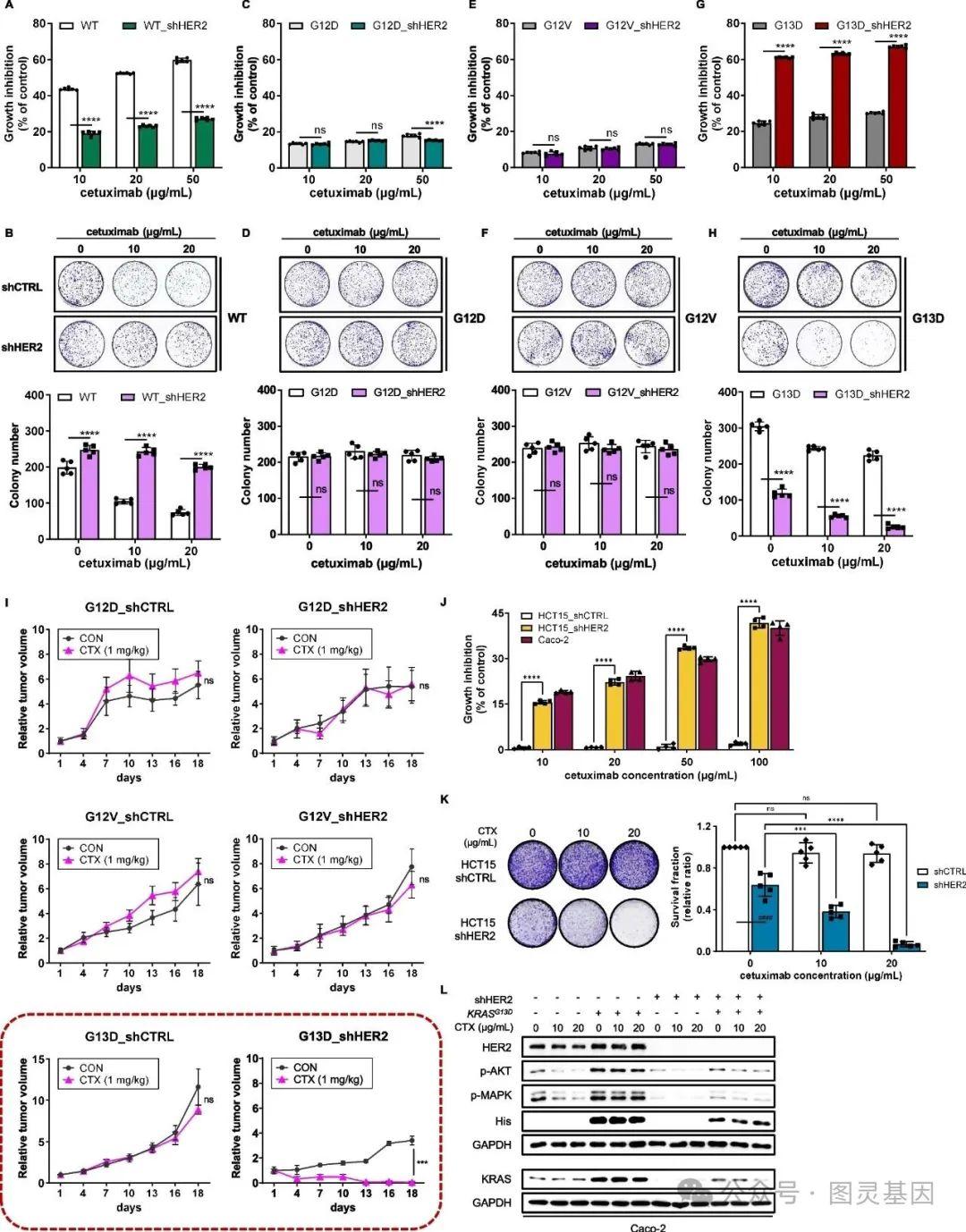 Mol Cancer | 突破性发现：靶向 HER2-ELF3-KRAS 轴为 KRAS G13D 结直肠癌提供精准治疗新策略 - 知乎