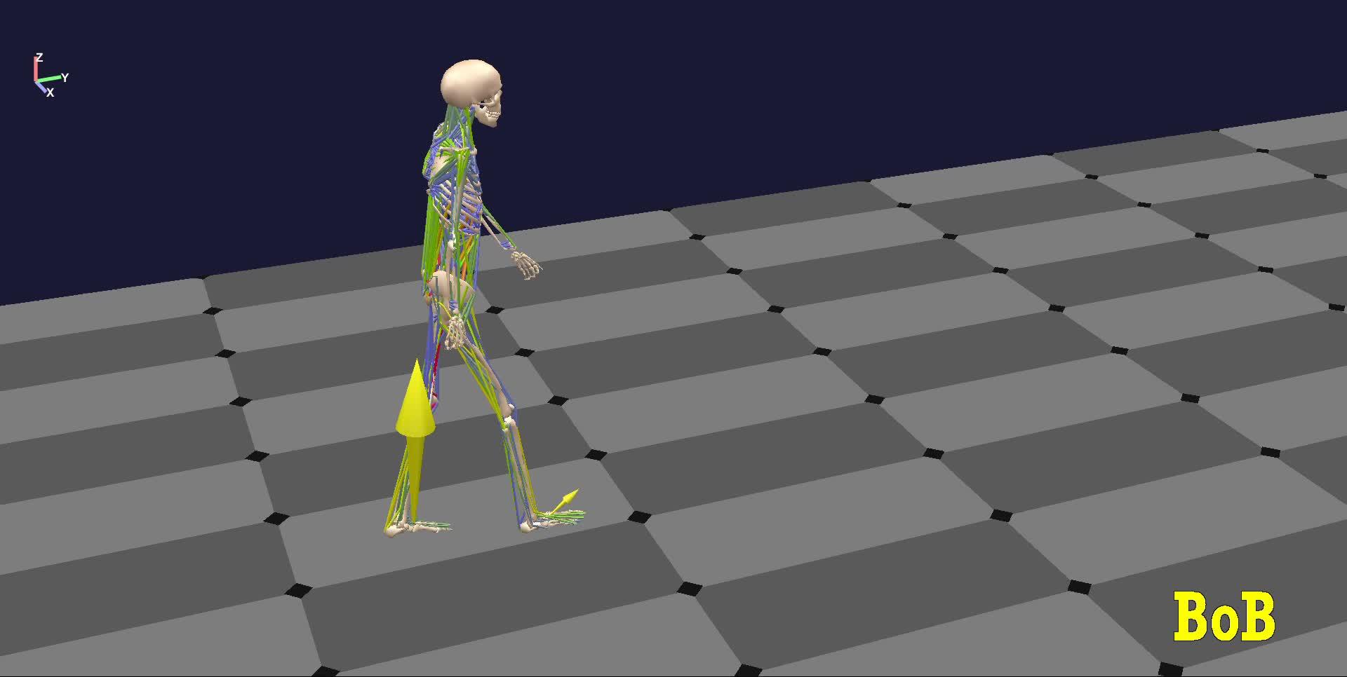 BOB教学版：与您一起发现使用人体运动生物力学模型学习的美妙！（探索步态运动） - 知乎