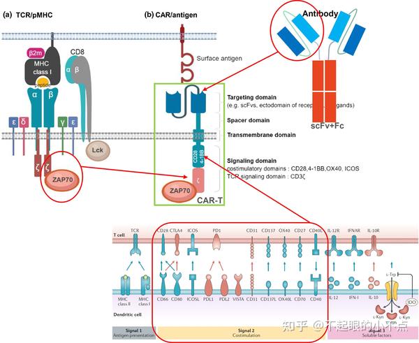 一图让你清楚CAR-T组成 - 知乎