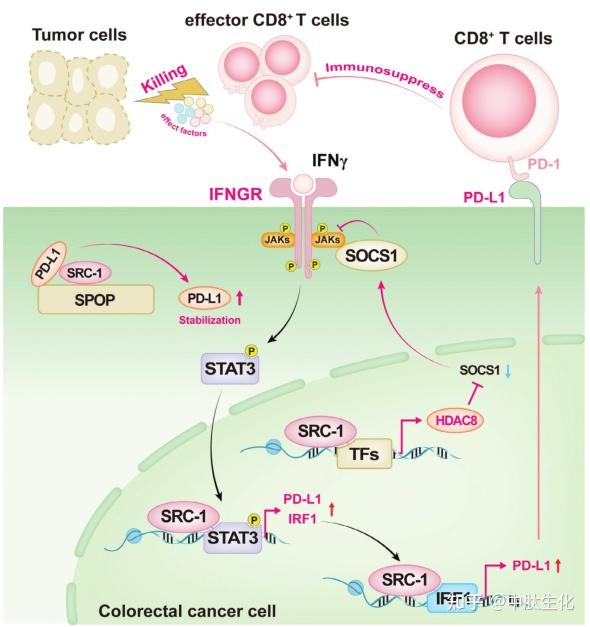 Adv. Sci：针对SRC-1联合PD-L1抗体免疫治疗可能是一种有吸引力的CRC治疗策略 - 知乎
