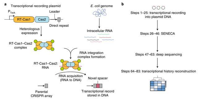 DNA writing知多少？ - 知乎