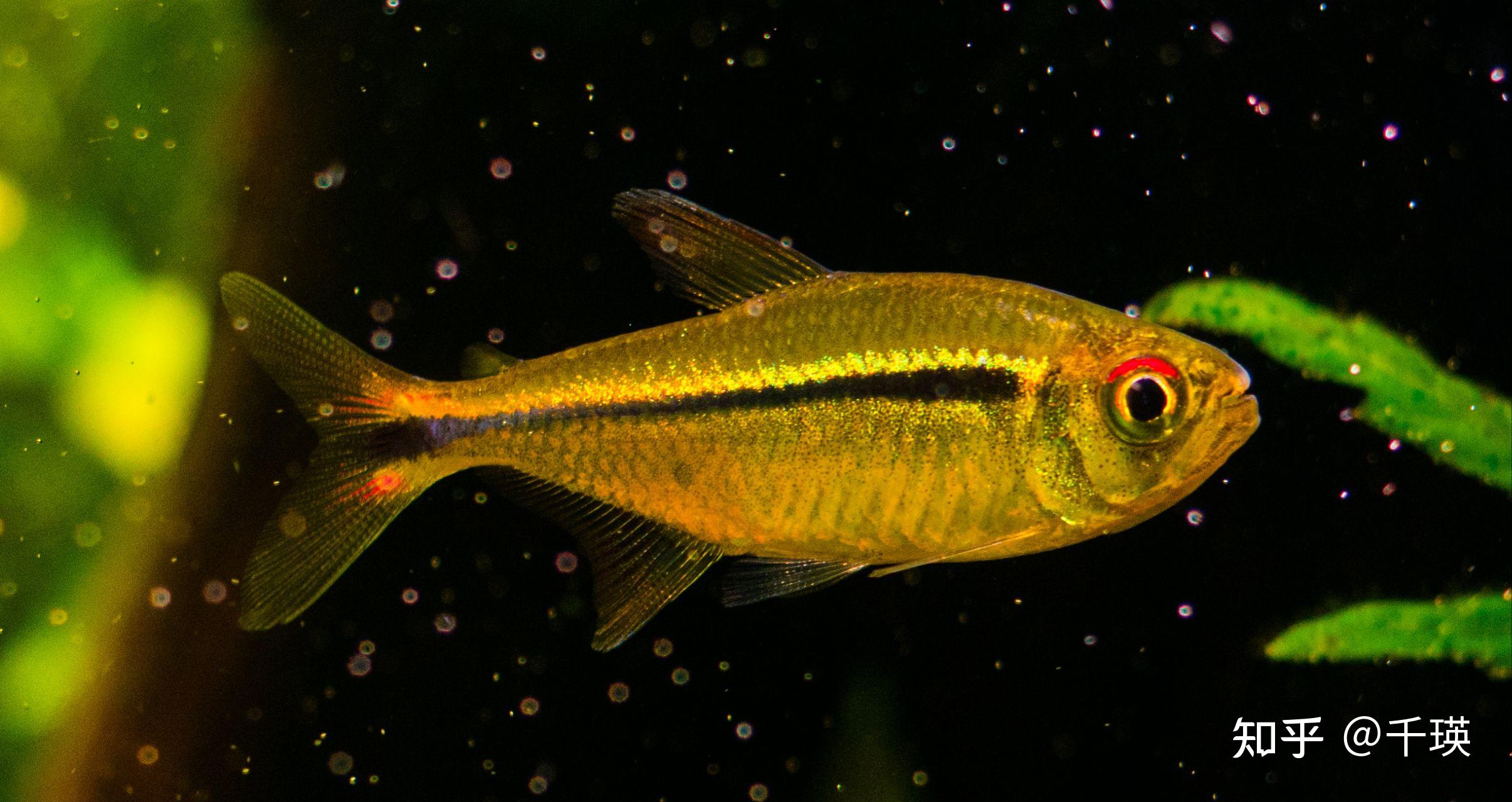 灯鱼鉴赏推荐，好看的南美小型鱼 - 知乎