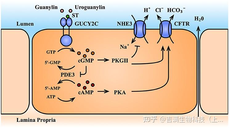 GUCY2C（GCC）：阻击结直肠癌 - 知乎