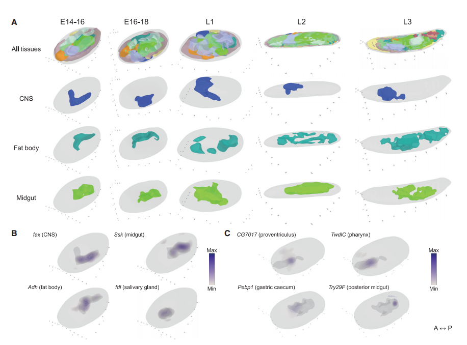 Cell专题解读 | 华大Stereo-seq系列成果发布，揭秘超高分辨率生命全景时空图谱 - 知乎
