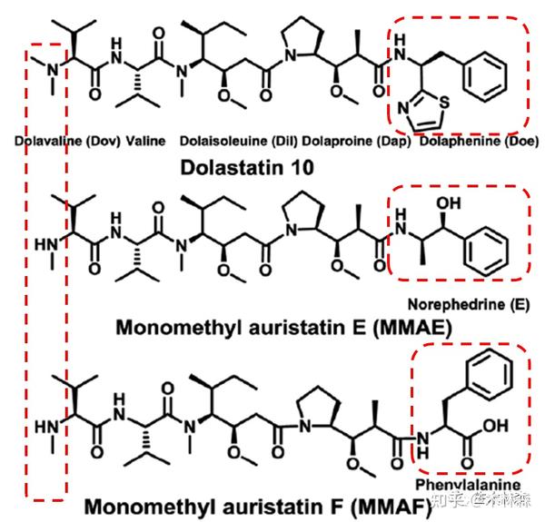 抗体偶联药物ADC通用名称命名-2 Pfizer& Seagen - 知乎