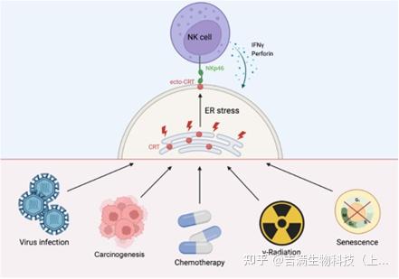 NKp46：推动新一代癌症免疫疗法的新兴靶点 - 知乎
