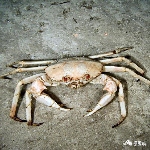 世界蟹类图谱（商捕重要品种） - 知乎