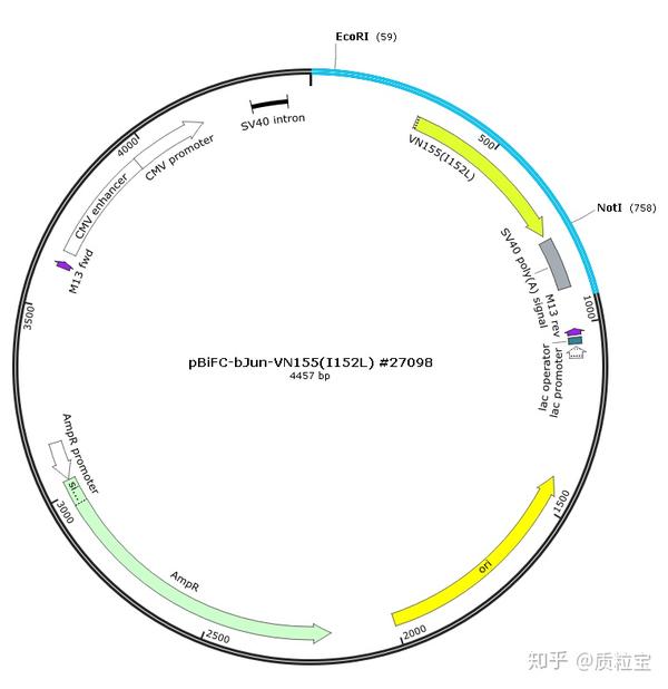 双分子荧光互补载体 - 知乎