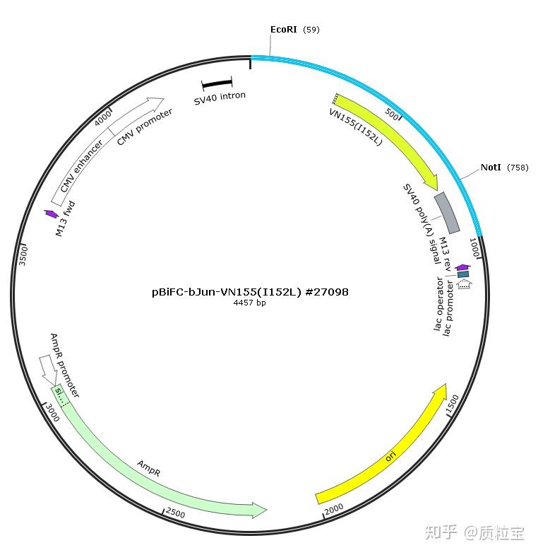 双分子荧光互补载体 - 知乎
