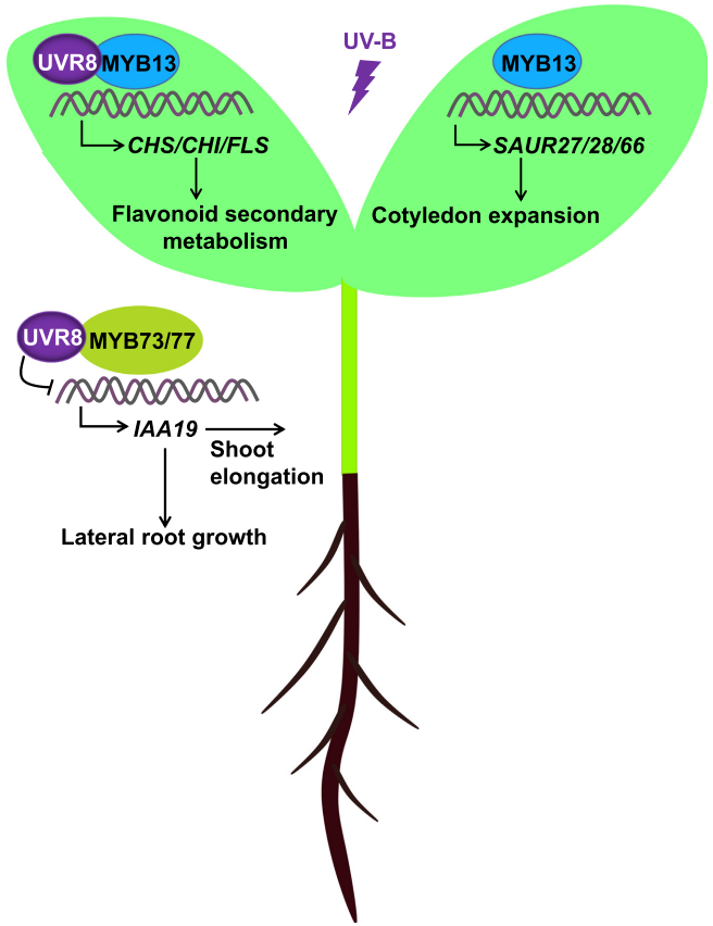 浅谈MYB转录因子家族的那些事~ - 知乎