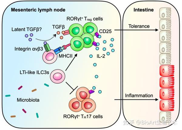 Nature | ILC3在肠道微生物免疫耐受中的关键作用 - 知乎