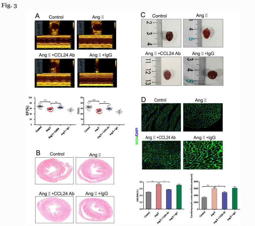 CCL24/CCR3轴通过刺激M2型巨噬细胞极化和成纤维细胞活化在Ang II诱导的心力衰竭中发挥核心作用 - 知乎