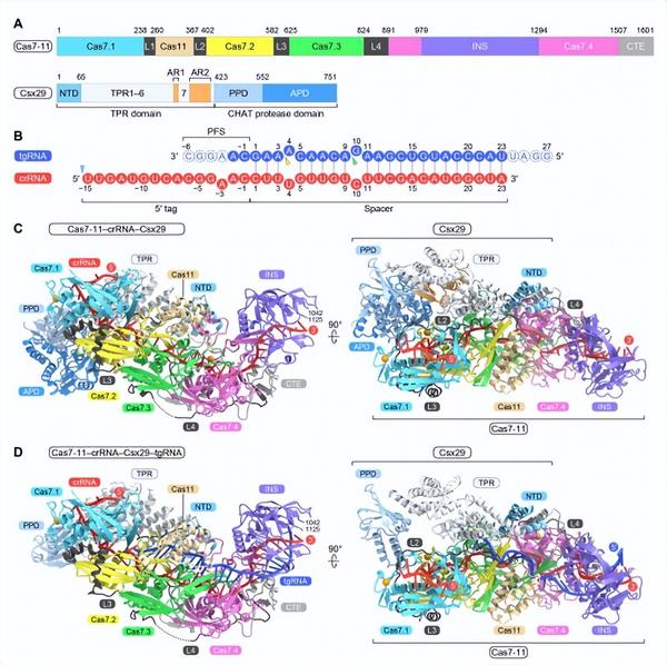 MIT与东京大学团队揭示CRISPR-Cas系统控制蛋白酶，并在可编程的RNA传感上应用，有望用于检测癌细胞和特定细胞亚型 - 知乎