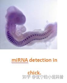 miRCURY LNA miRNA Detection Probe助力miRNA ISH检测 - 知乎