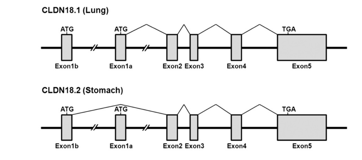 Claudins靶点梳理 - 知乎