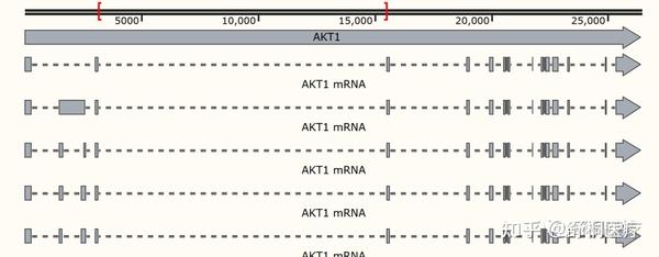 知识分享 | CRISPR/Cas9之sgRNA的设计 - 知乎