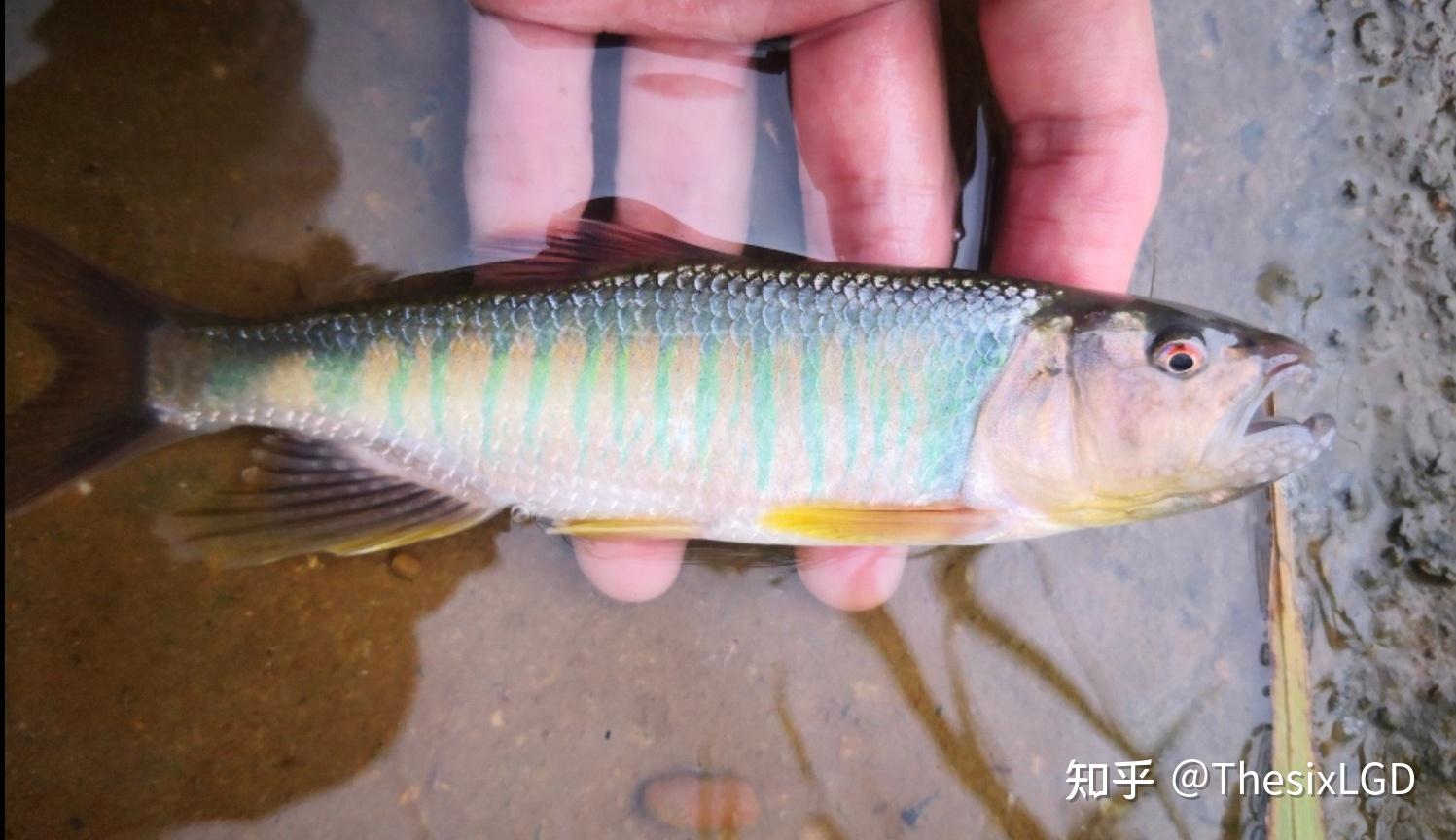 南京地区原生鱼虾等资源整理 - 知乎