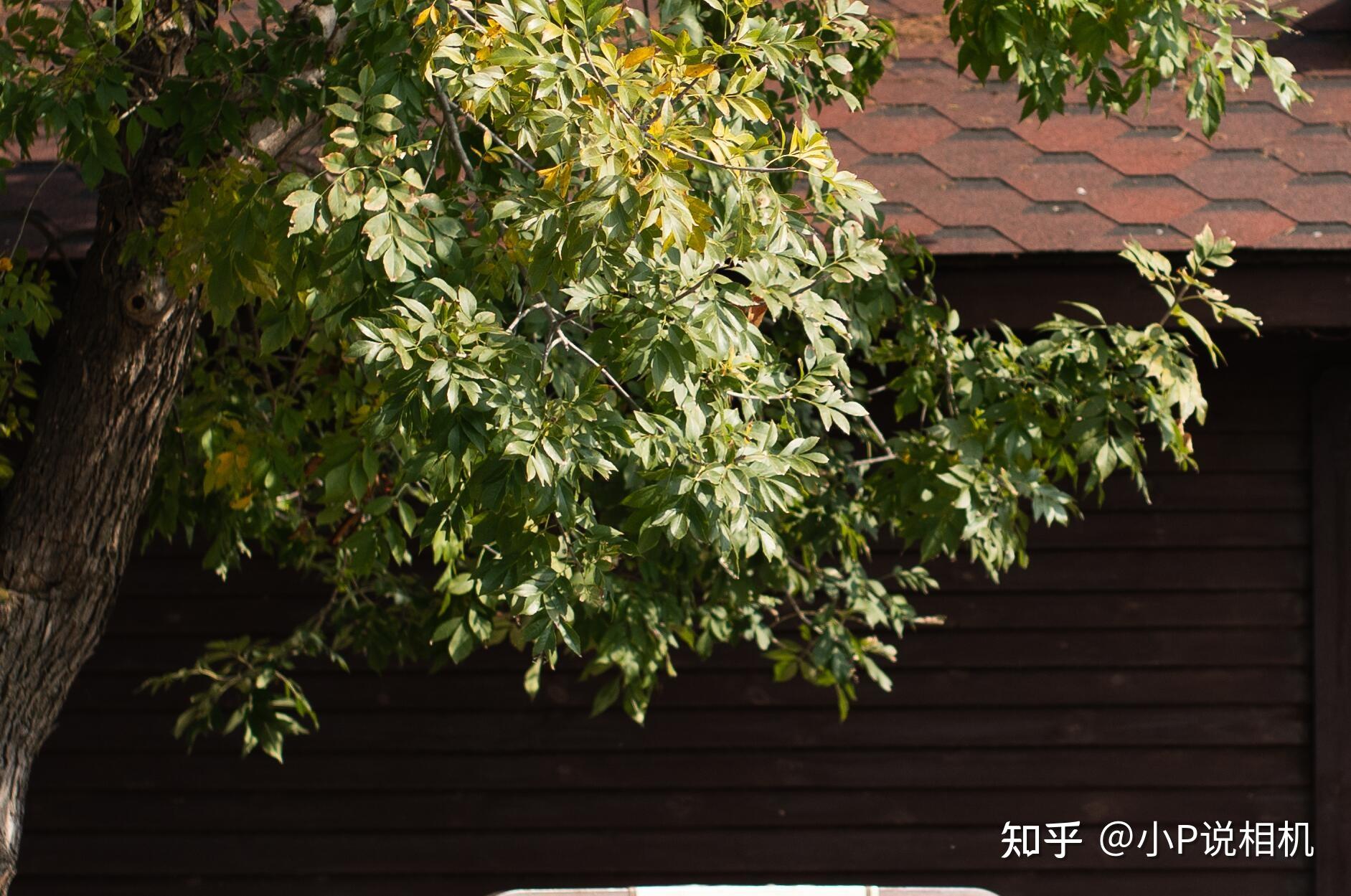 目前Sony A7C2的实际售价与A7M4已经几乎相同，A7C2还值得买吗？ - 知乎