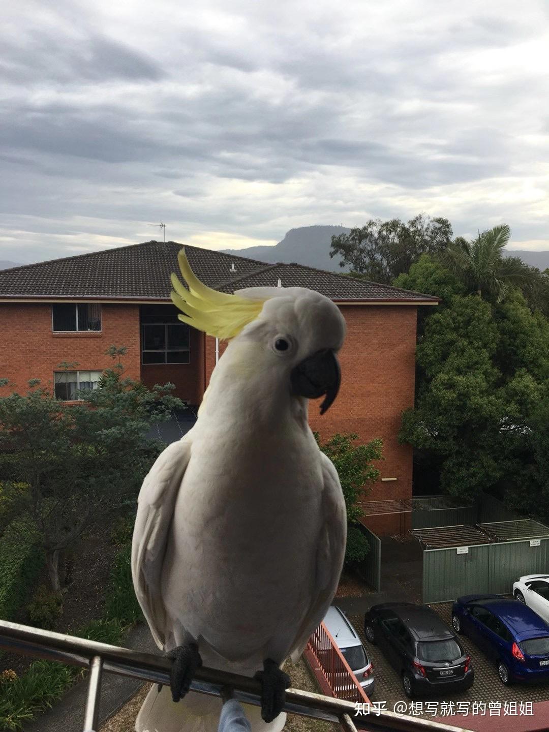 家里常来的老朋友Cockatoo - 知乎