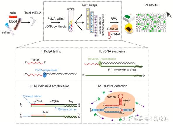 CRISPR-Dx技术mini-review - 知乎