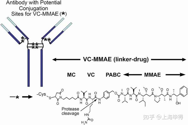 深入解析ADC连接子vcMMAE的作用机制与优势 - 知乎
