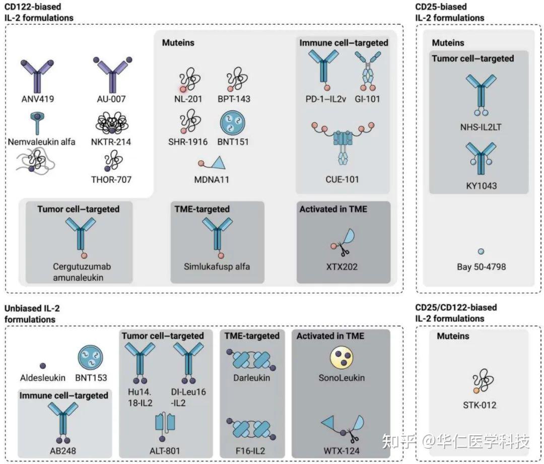 浅谈“免疫排头兵”IL-2的进阶之旅 - 知乎