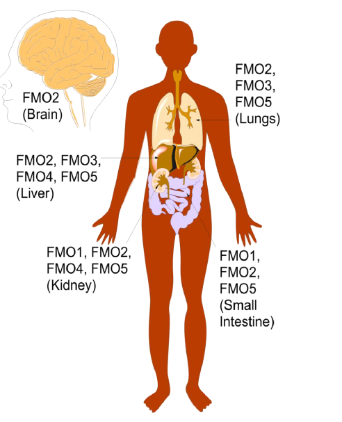 Non-P450酶介导的代谢研究和体外评估策略 - 知乎