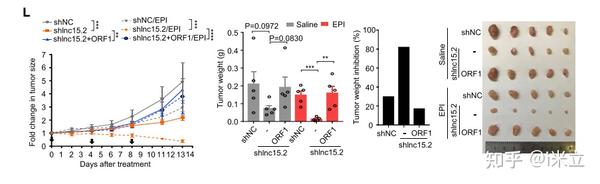 IF:19.328｜靶向lnc15.2/PACMP，改善癌症治疗临床效益的“新先锋” - 知乎