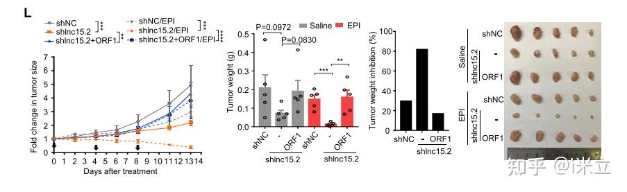 IF:19.328｜靶向lnc15.2/PACMP，改善癌症治疗临床效益的“新先锋” - 知乎