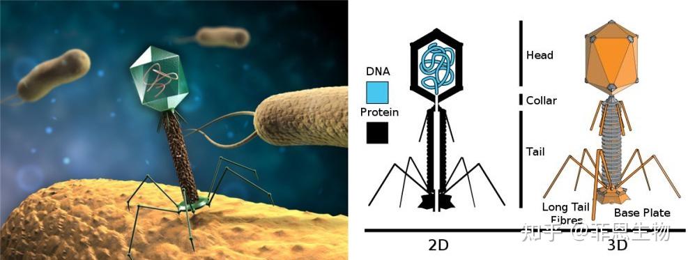 【实验指南】实验室“大害虫”噬菌体如何防治 - 知乎