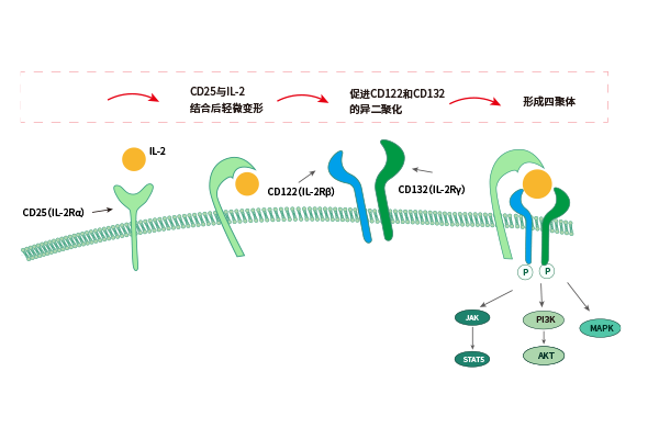 【靶点Talk】CD25：肿瘤免疫疗法新势力 - 知乎
