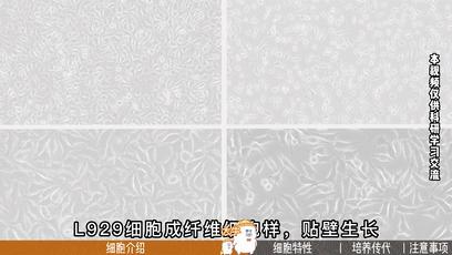 L929细胞培养，小鼠结缔组织L细胞株929克隆培养攻略-丰晖生物 - 知乎