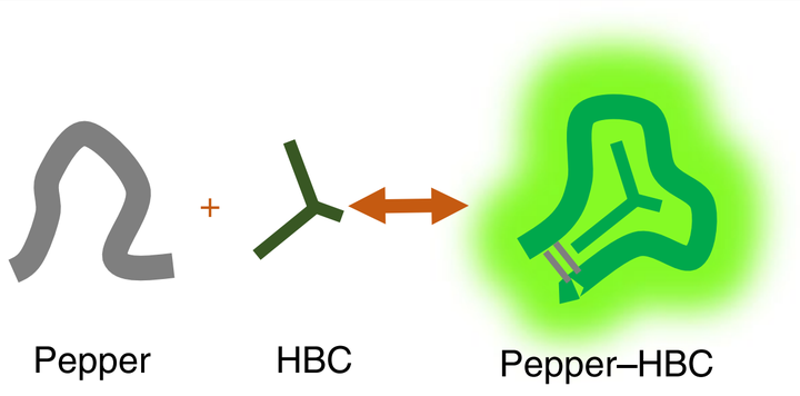 Pepper: 实时追踪活细胞内RNA，体内亮度提高一个数量级 - 知乎
