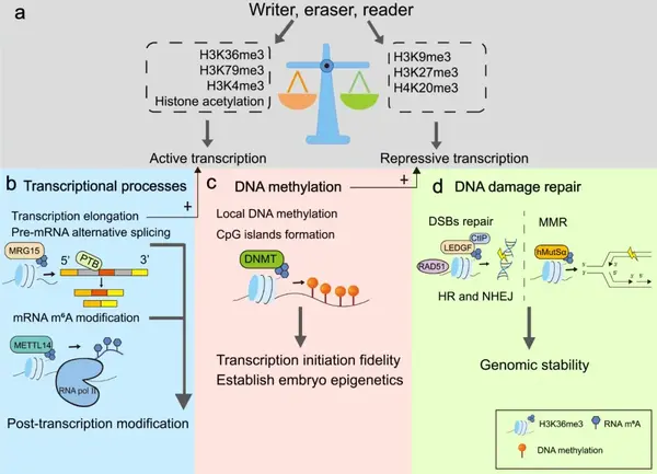 Clin Epigenetics|中国医学科学院赫捷团队指揭示H3K36三甲基化介导癌症的生物学功能 - 知乎