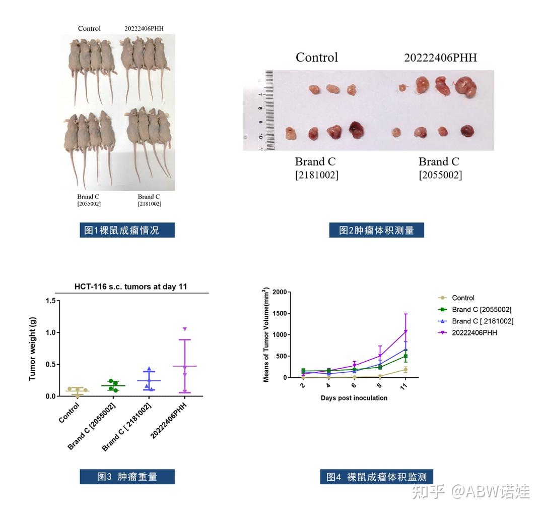 【每周质检】 模基vsC品牌基质胶：成瘤实验报告分析 - 知乎