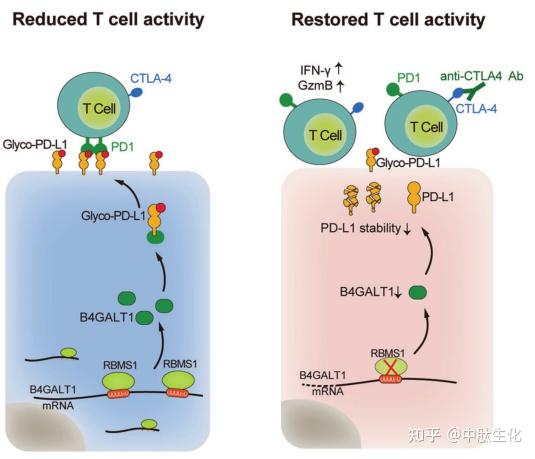 Cell Death & Differentiation: 靶向免疫抑制的RBMS1或是针对三阴性乳腺癌的免疫治疗策略 - 知乎
