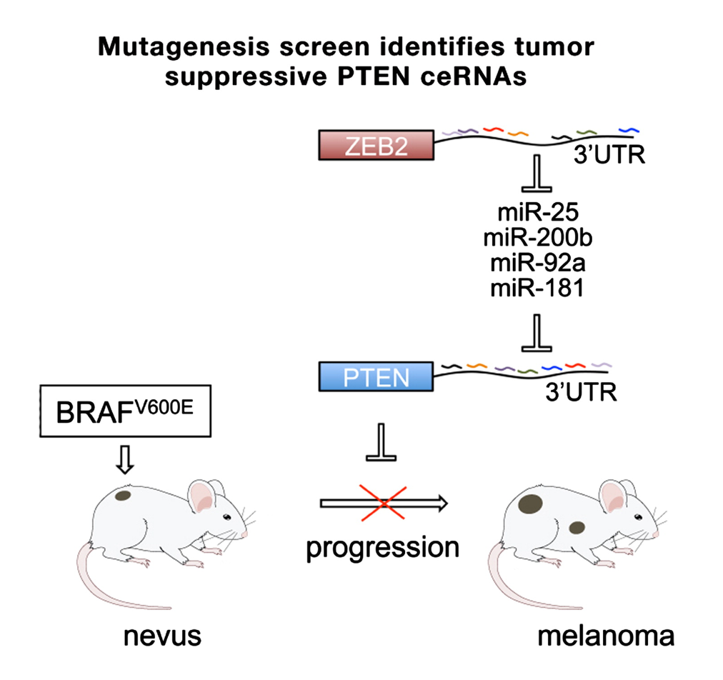 ceRNA机制研究常见套路 - 知乎