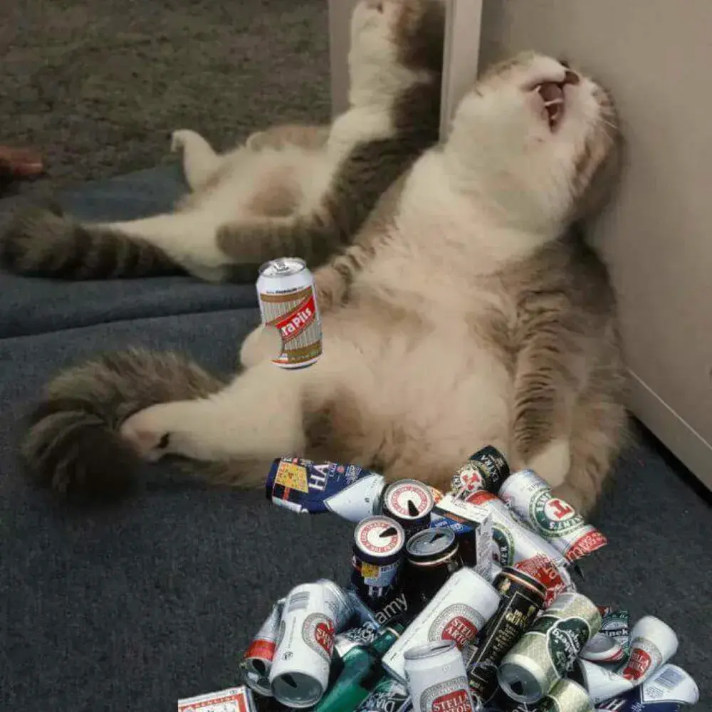 110张可爱的猫猫表情包 - 知乎