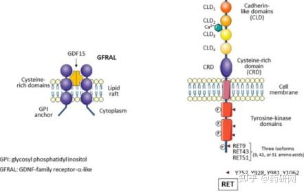 治疗肥胖及恶病质的潜力新星：GDF15 - 知乎