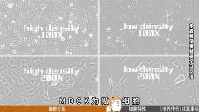 MDCK细胞培养，犬肾细胞培养攻略 - 丰晖生物 - 知乎