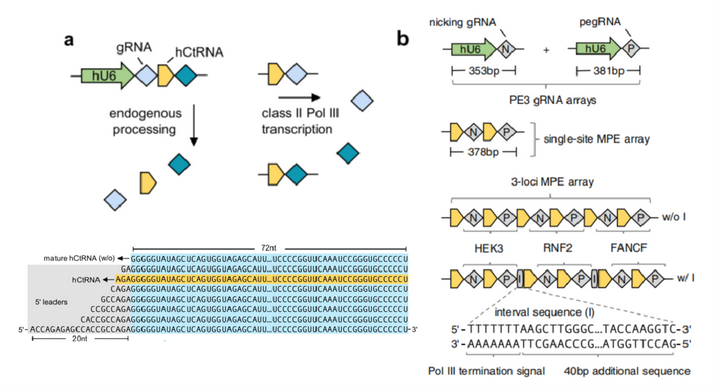 以tRNA-gRNA阵列进行多重碱基和先导编辑 - 知乎