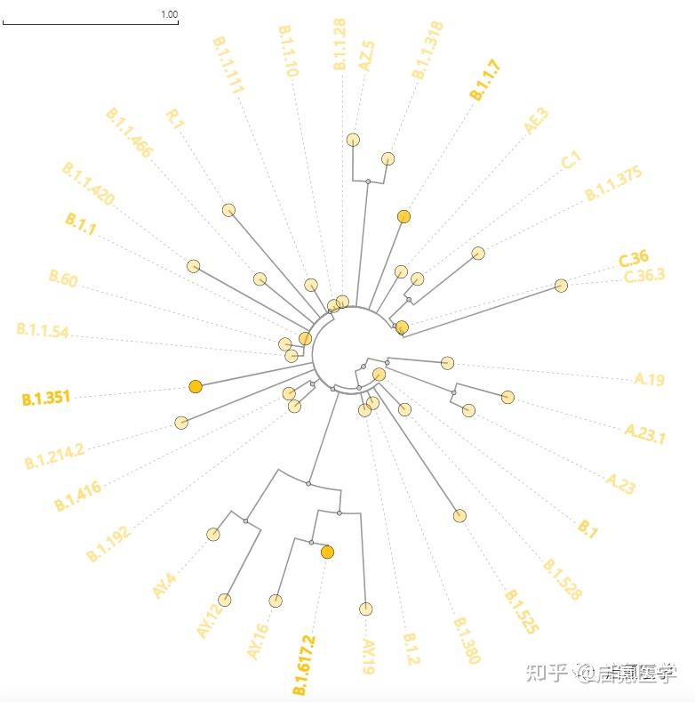 使用Phyloree画进化树 - 知乎