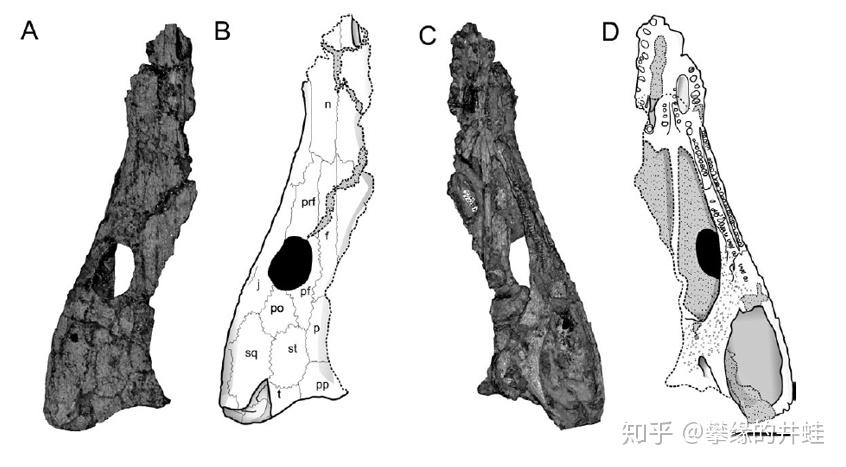 【地球演义】鲵皇 - 知乎